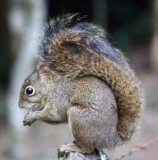 Ardillas - Granja Escuela El encinar