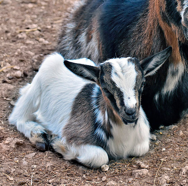 Chivitos - Granja Escuela El encinar