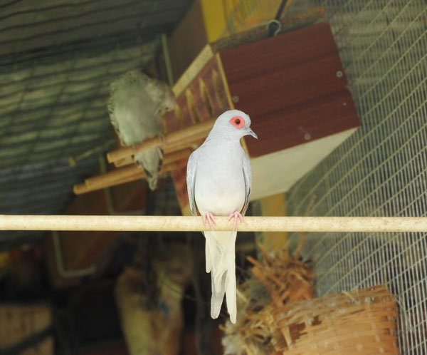 Palomita - Granja Escuela El encinar