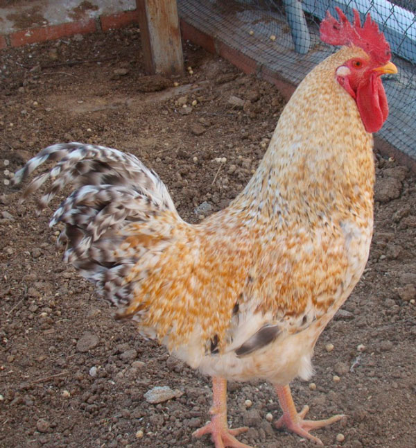 Gallina vaca - Granja Escuela El encinar